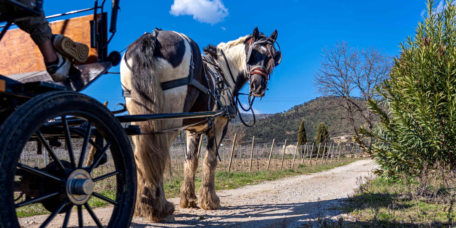 À cheval | Grimaud Tourisme – Le charme de la Provence et de la Côte d'Azur